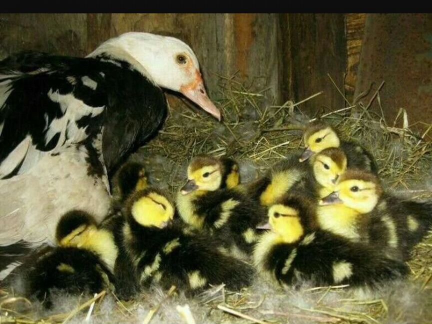 Мускусные утки утята разного возраста