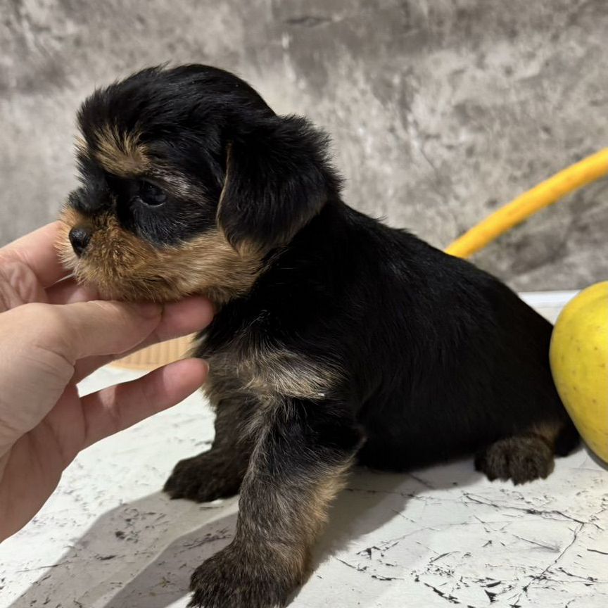 Йоркширский терьер щенки