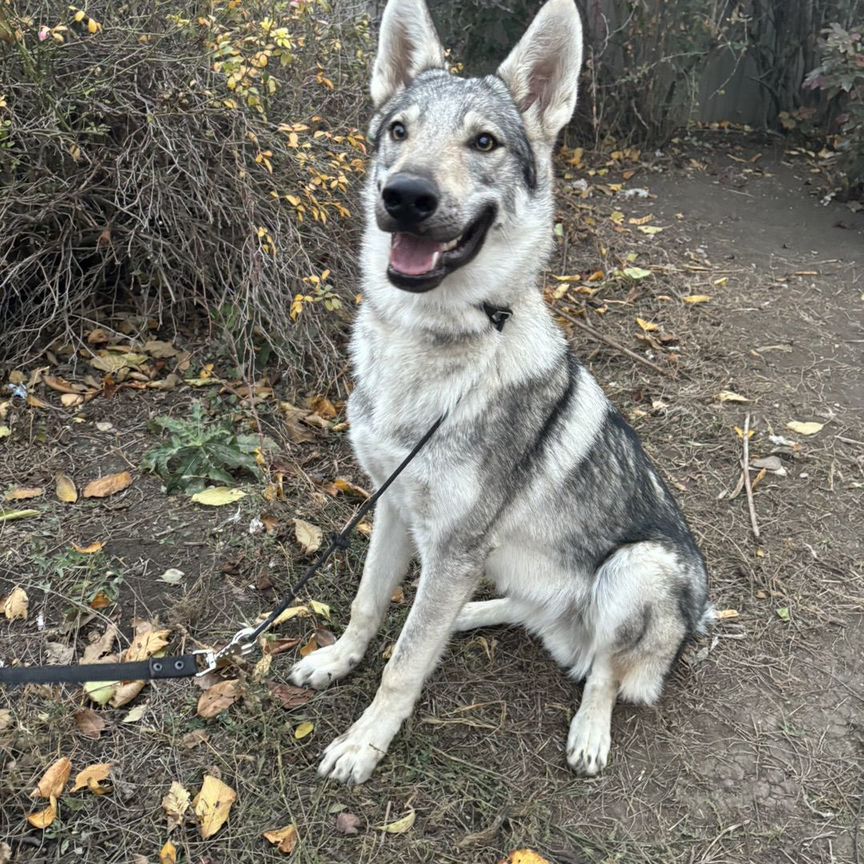 Чехословацкая волчья собака