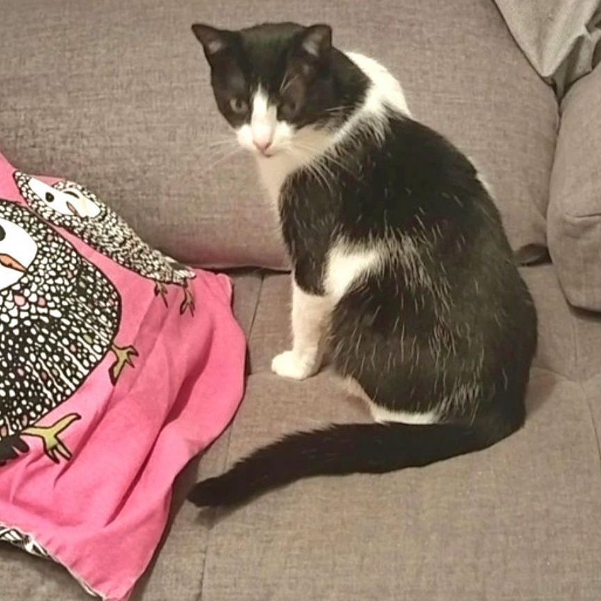 Взрослый кот в добрые руки