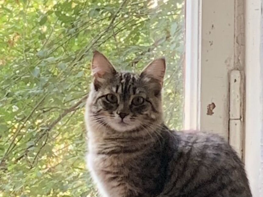 Кошка породы Пиксибоб