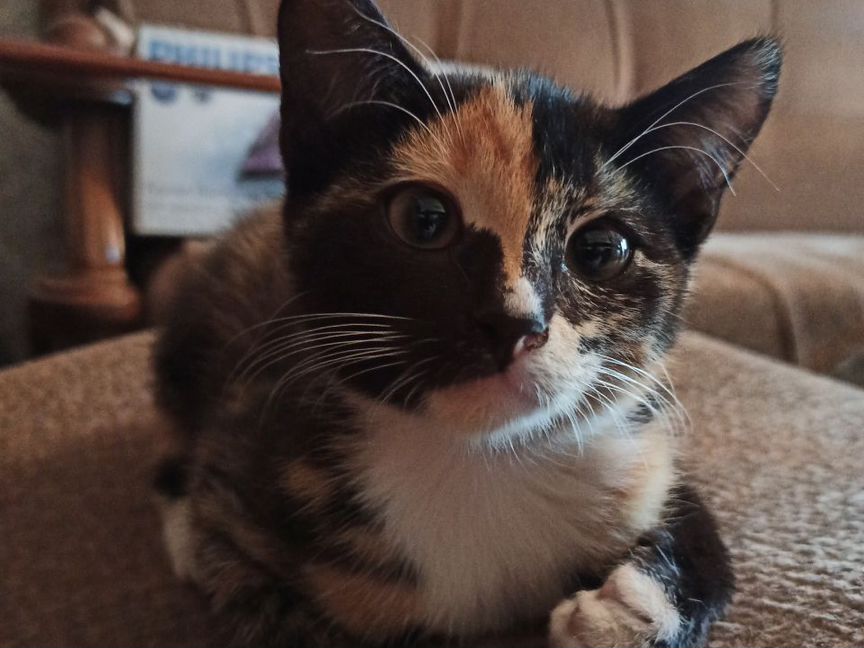 Котята в любящие руки