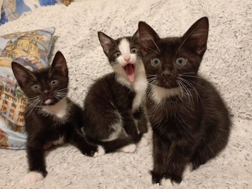Котята