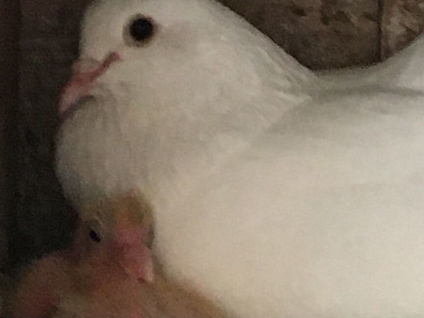 Голуби Павлины статные