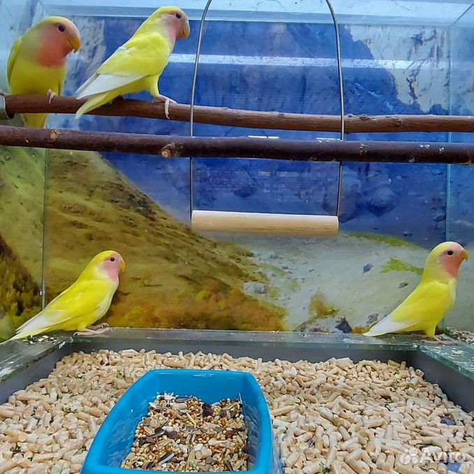 Продаются розовощекие банановые неразлучники