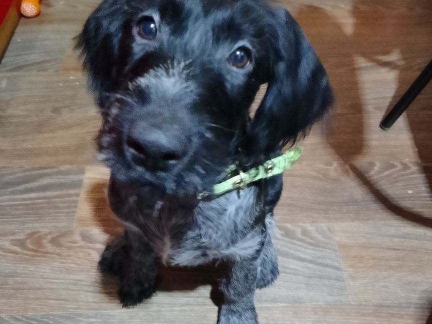 Собака в добрые руки отдам бесплатно, Дратхаар