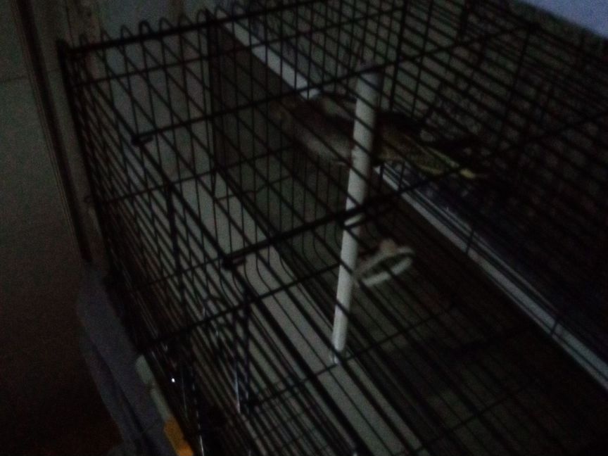 Попугай корелла мальчик