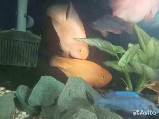 Аквариумная рыба попугай