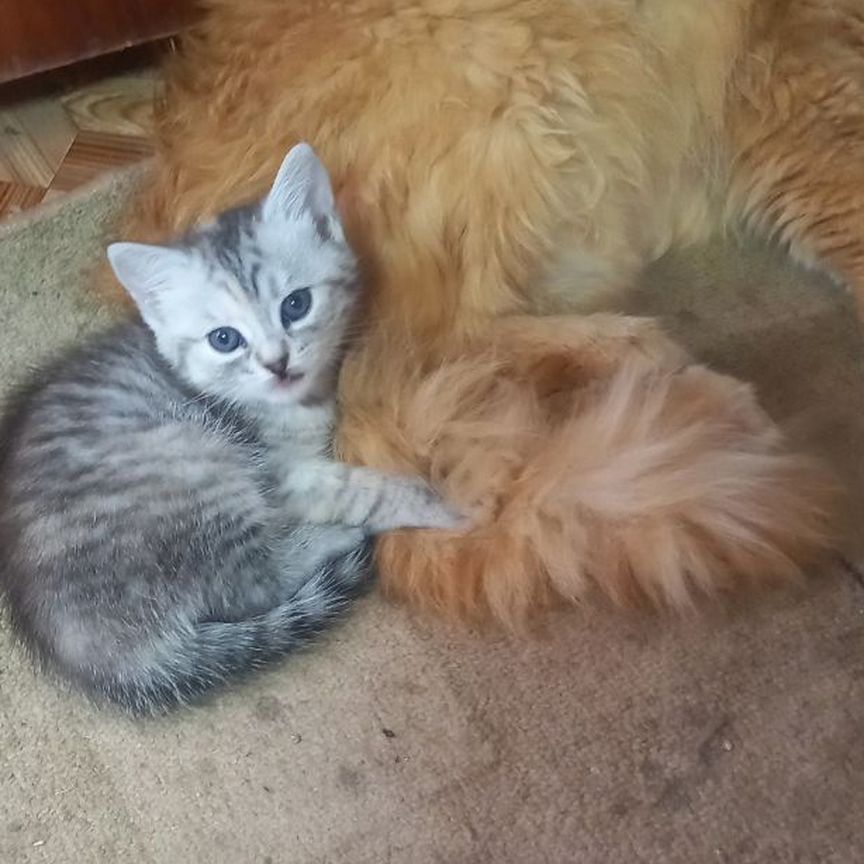 Котятенок мейн-кун