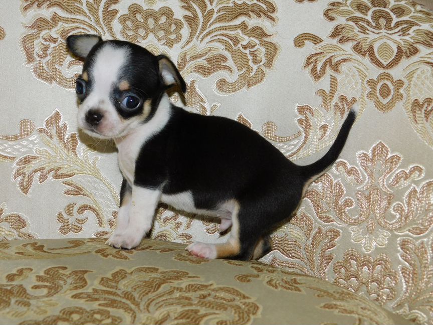 Классный щенок чихуахуа
