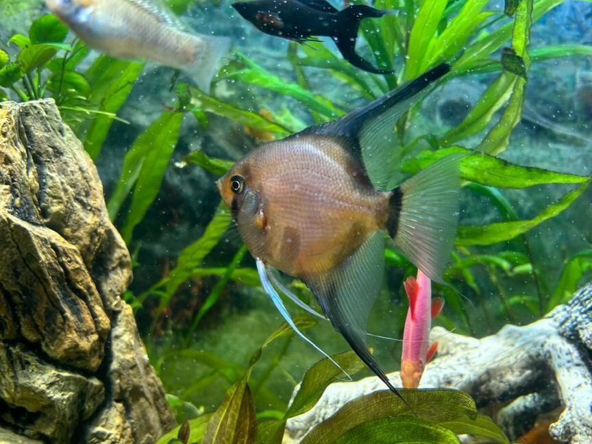 Рыба скаляр 3шт1000