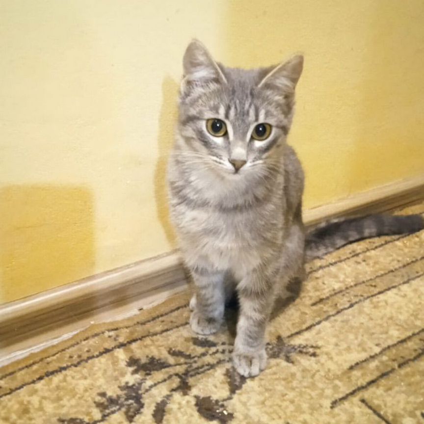 Котенок чуть не примерз к трубе