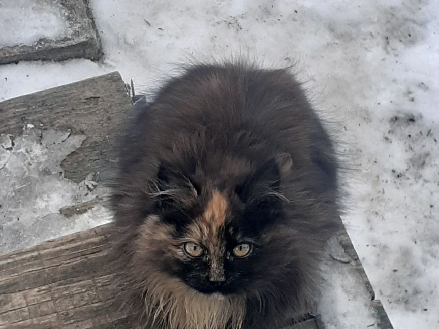 Котёнок ищет дом