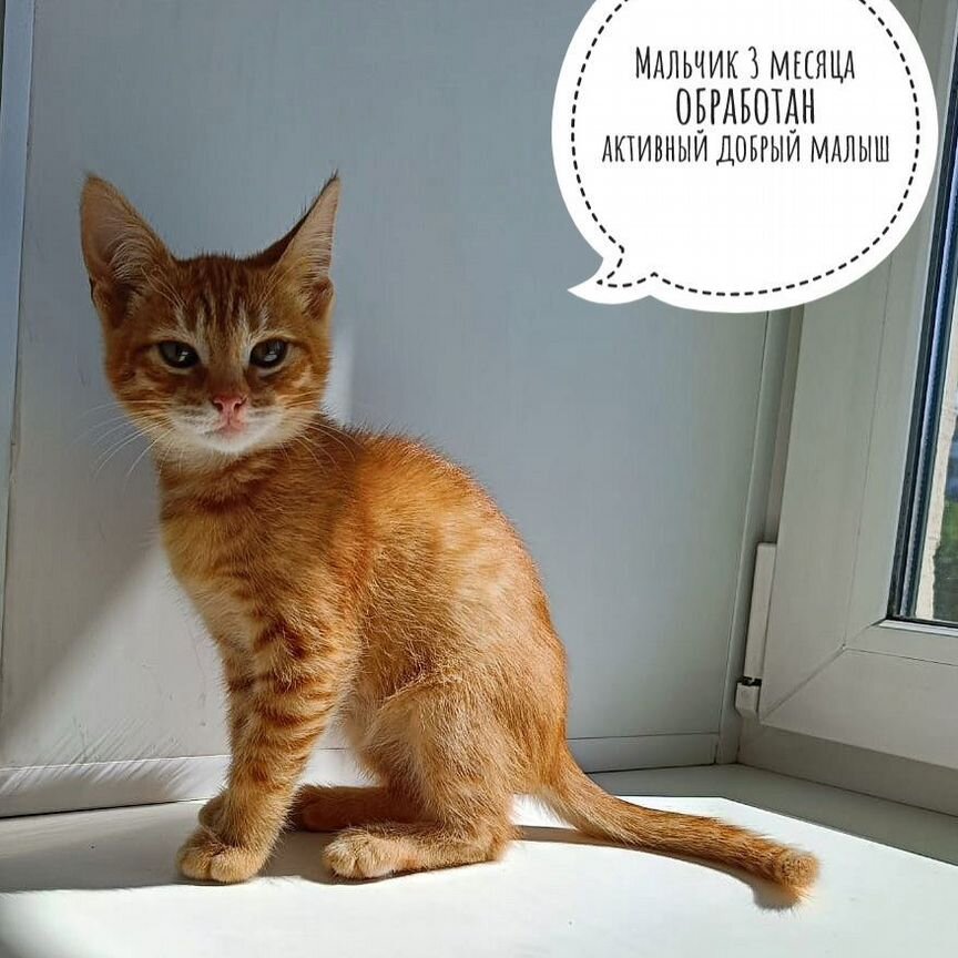 Котята в добрые руки