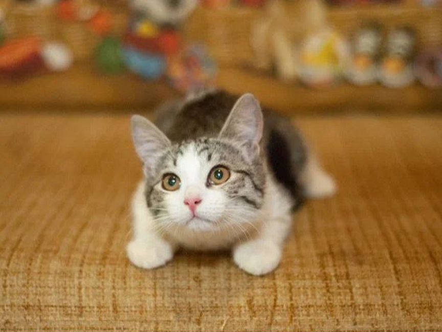 Очаровательная малышка Анфиса в добрые руки