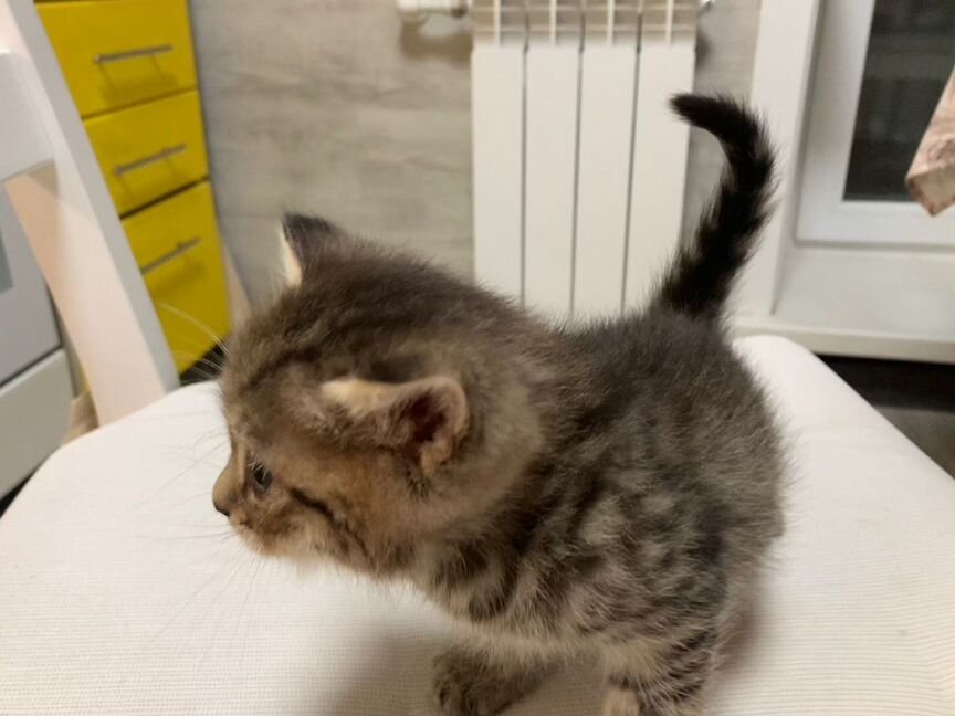 Очаровательные котята