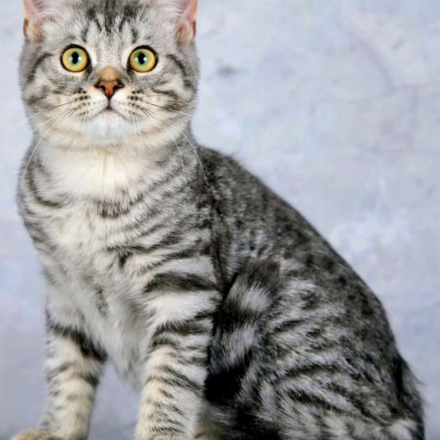 Британский короткошёрстный котёнок
