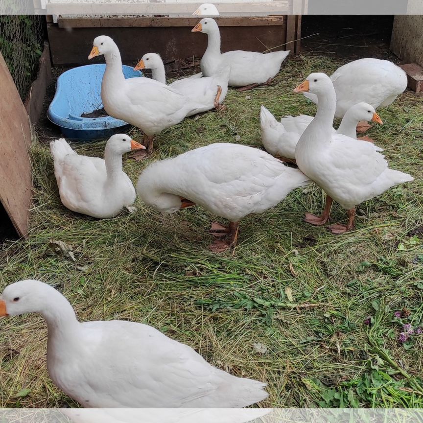 Гуси подростки