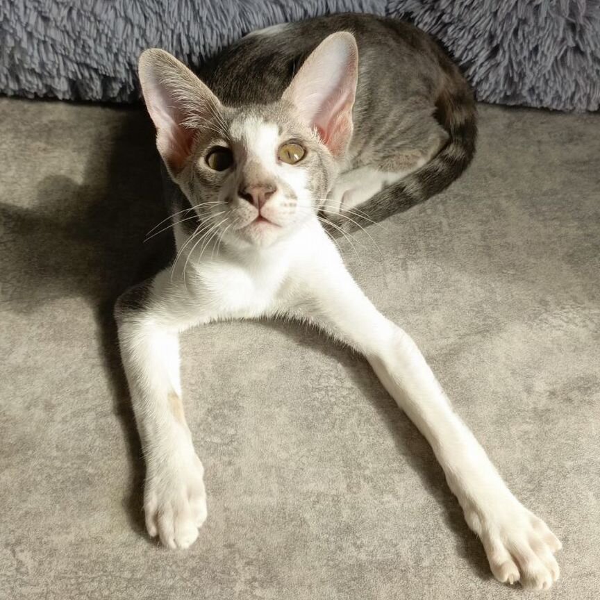 Ориентальный котёнок