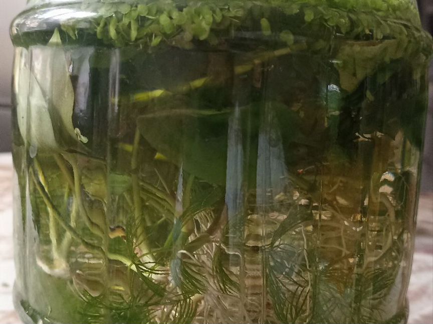 Прополка (водоросли)