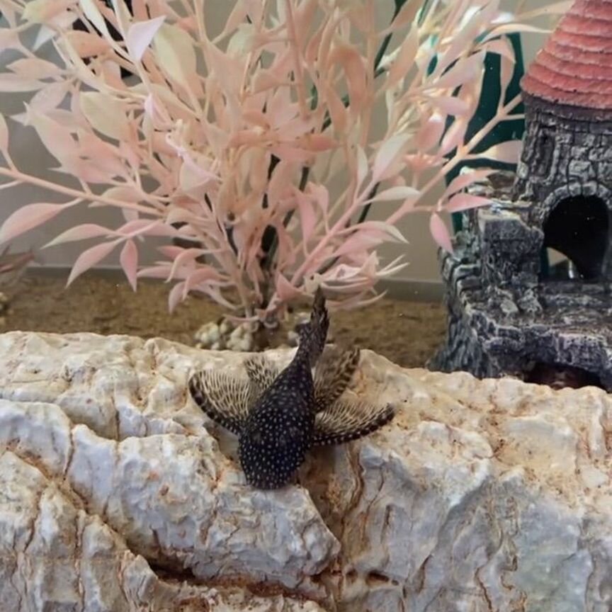 Рыбки, сомики и рак