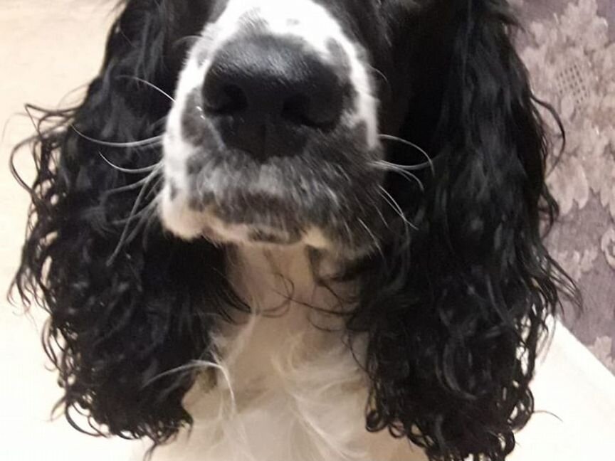 Русский спаниель вязка