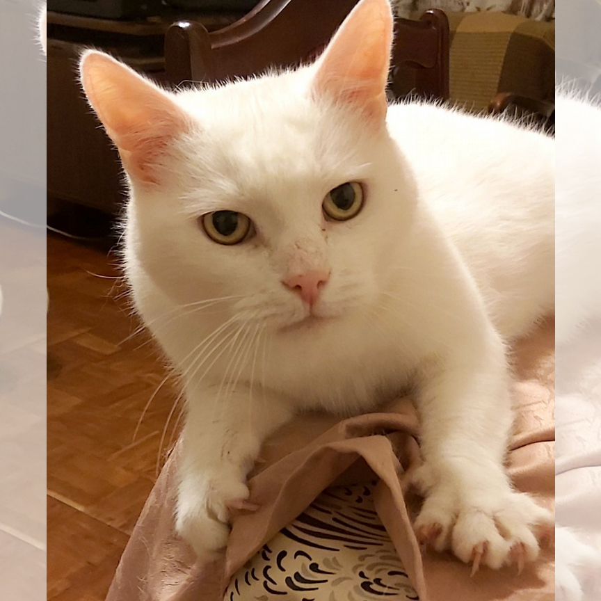 Взрослый кот в добрые руки