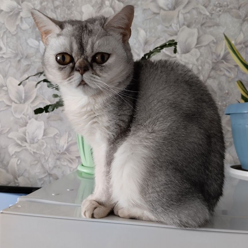 Шотландская кошка