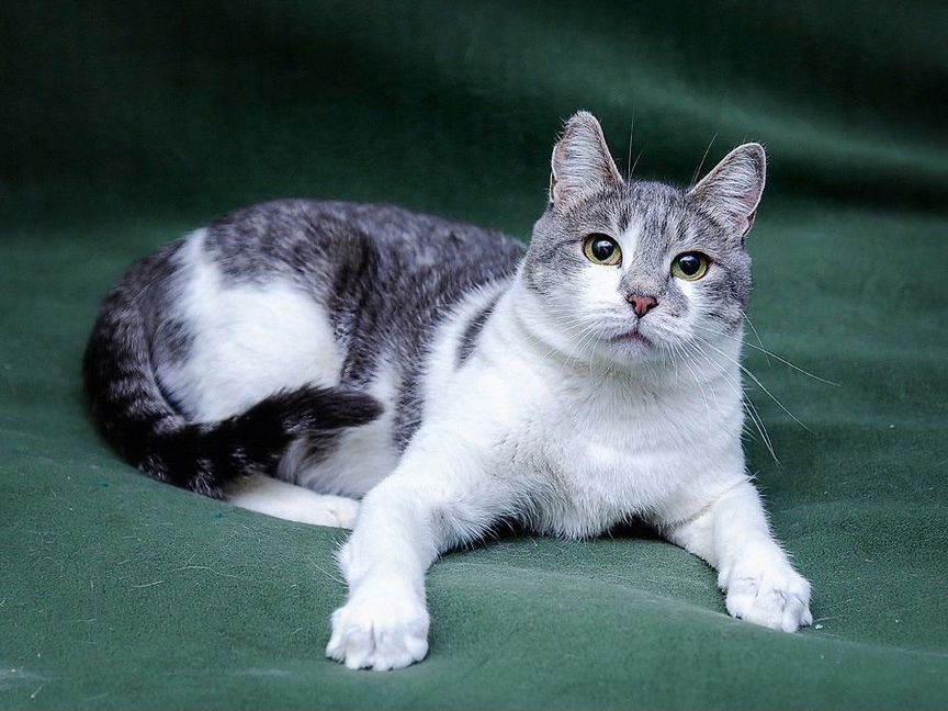 Тася (1годик) бомбическая кошечка ищет дом