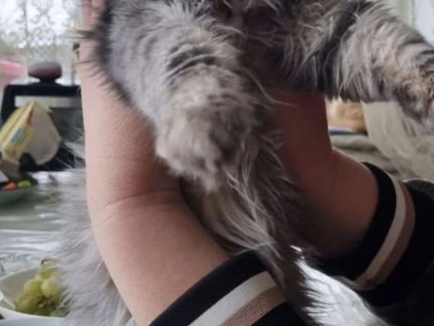 Кошка Стеша