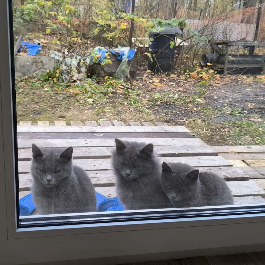 Серые пушистики в поисках дома