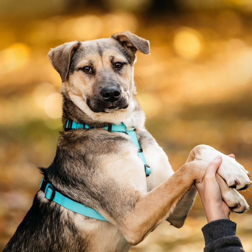 Щенок в добрые руки