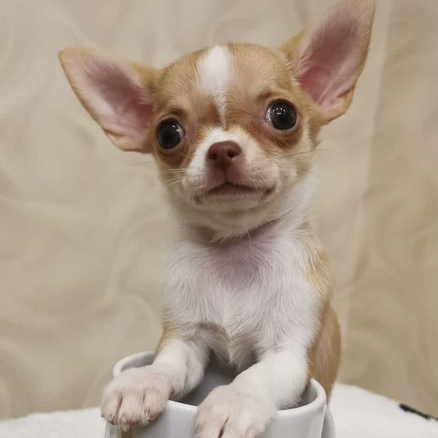 Чихуахуа, щенок