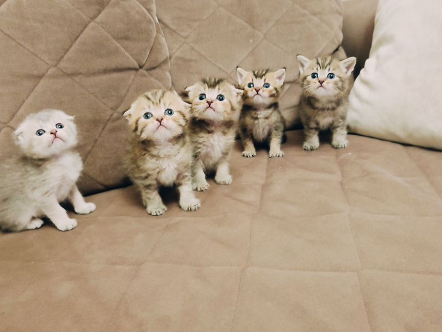 Котята бронь