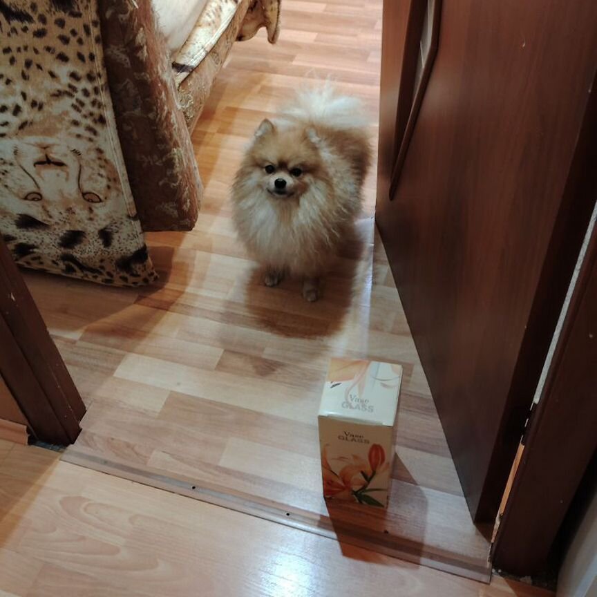 Вязка шпицов