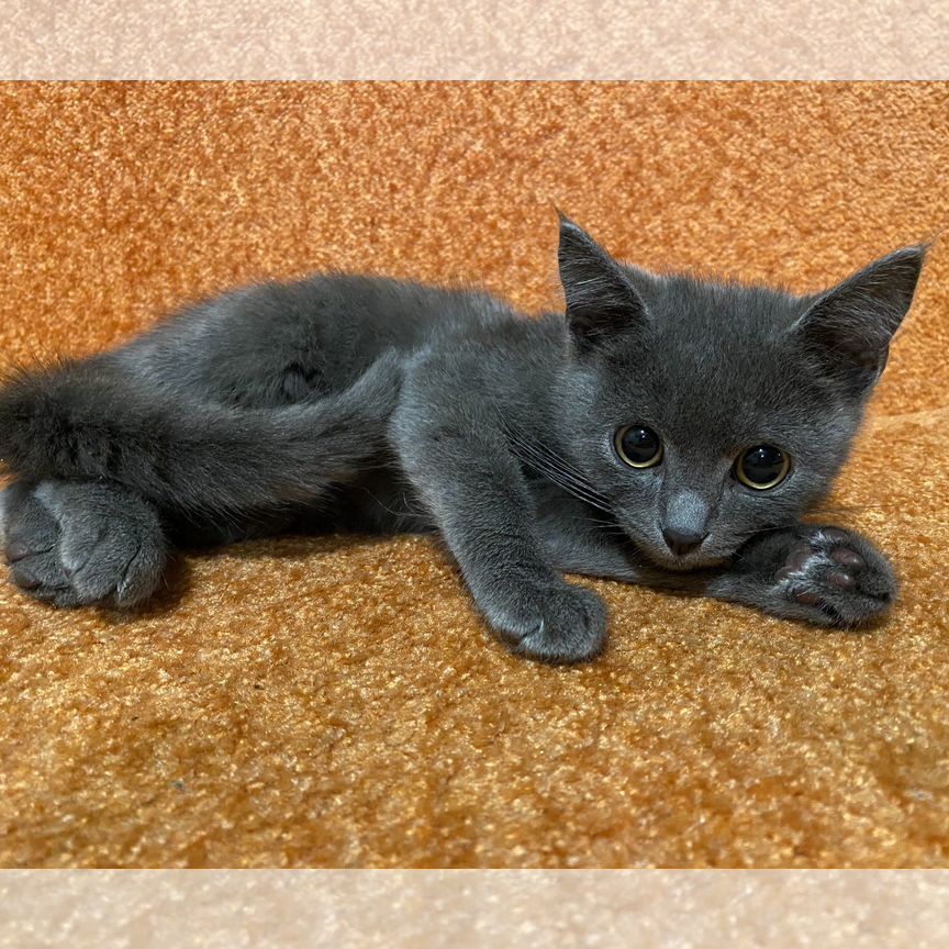 Британские котята