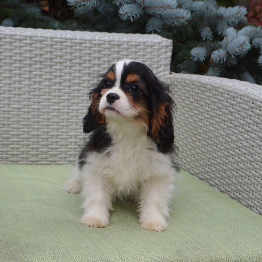 Девочка подрощенная Кавалер Кинг Чарльз Спаниель