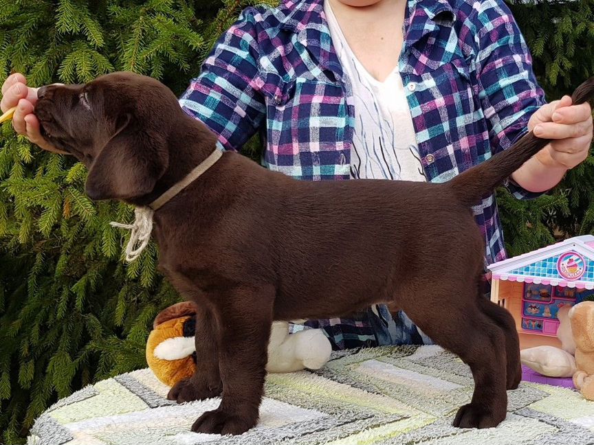 Щенки лабрадора