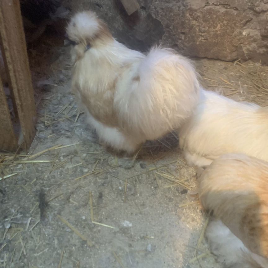 Продаются цыплята