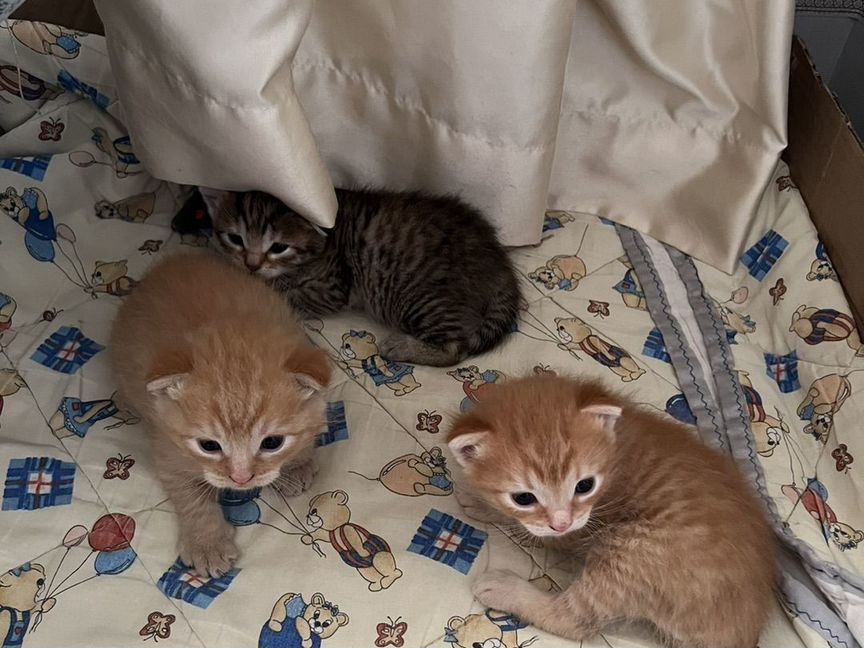 Котята в добрые руки бесплатно