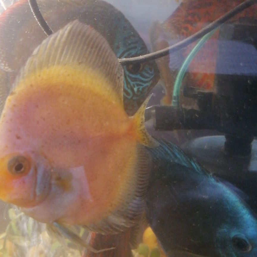 Дискус, отбраковка