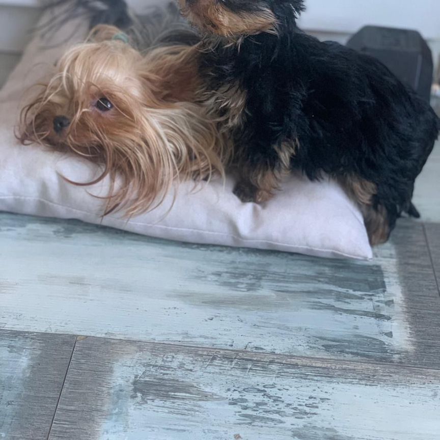 Йоркширский терьер