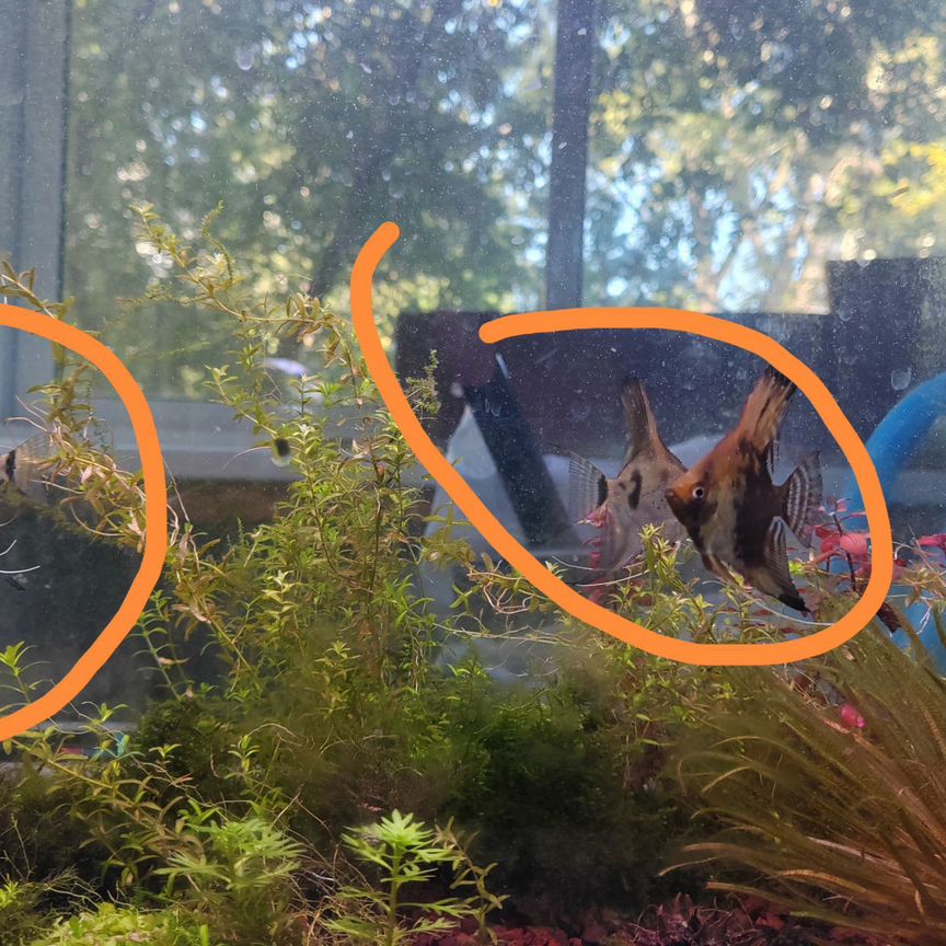 Скалярии обмен