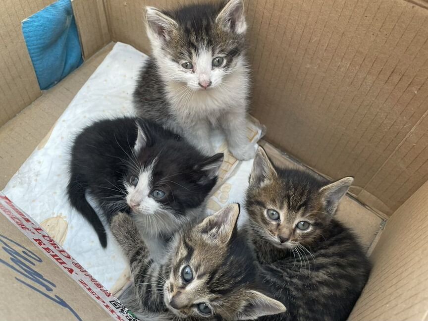 Котята в добрые руки даром