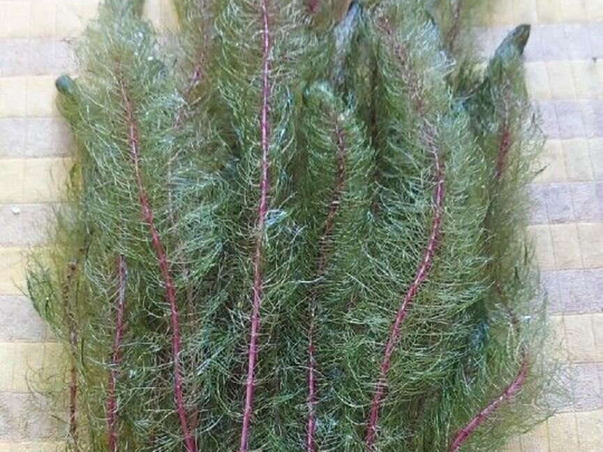 Аквариумные растения