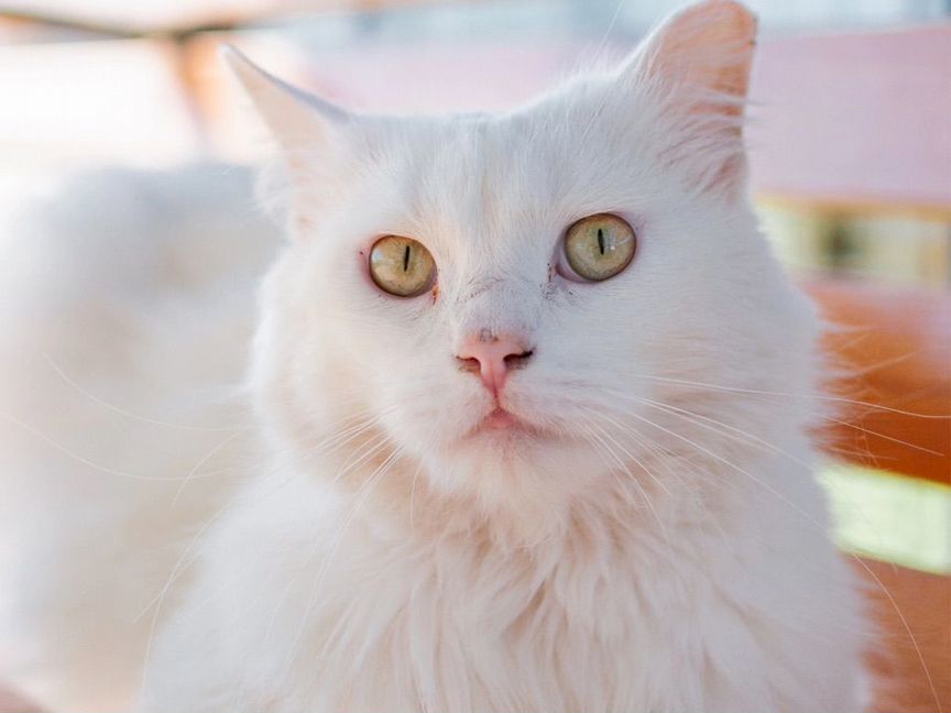 Кошка