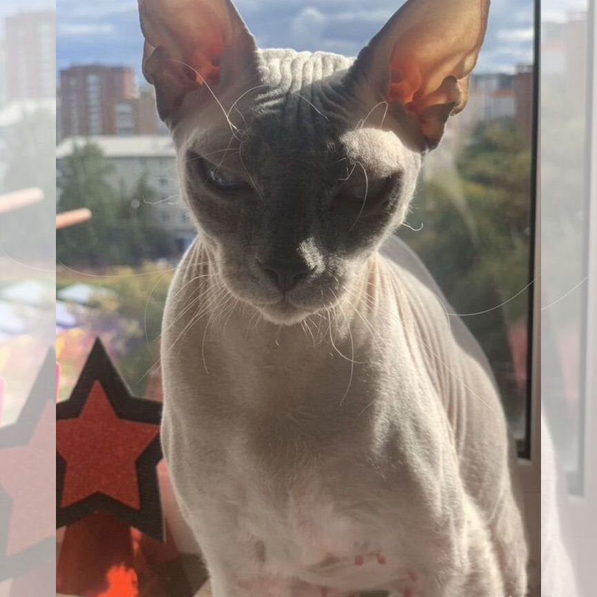 Донской сфинкс, взрослая кошка