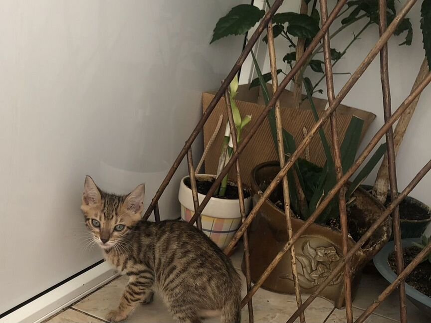 Бенгальские котята
