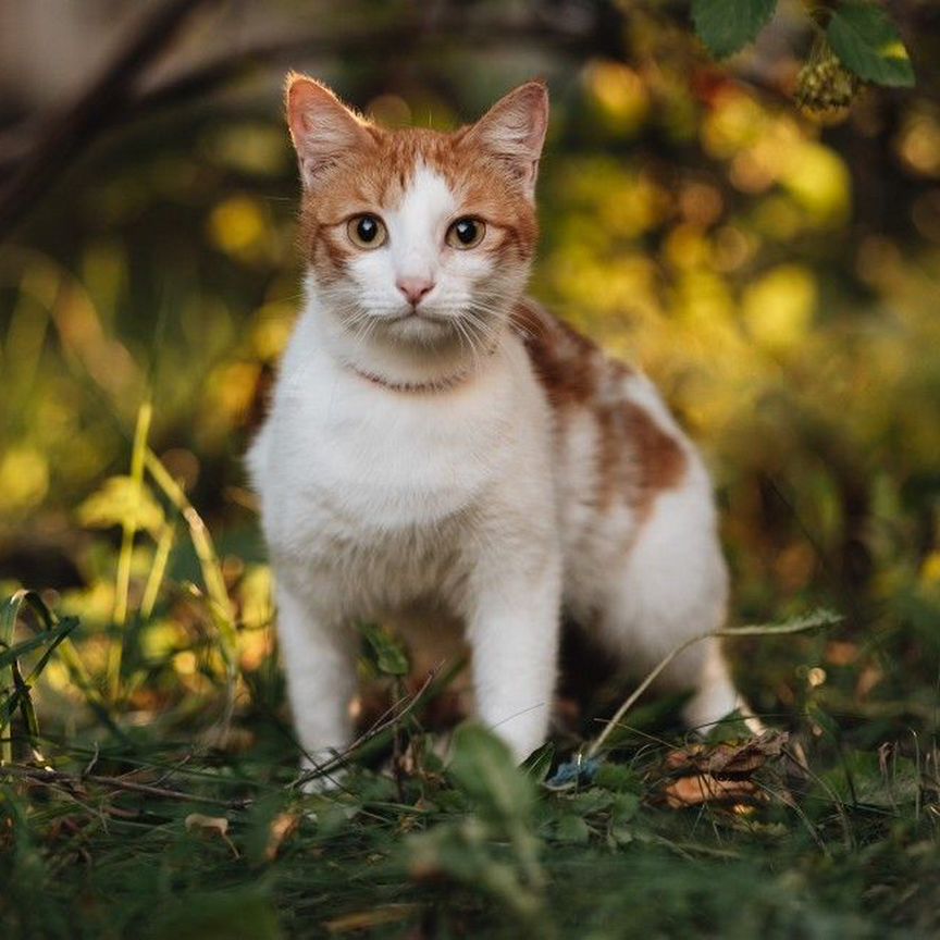 Пусть мама услышит