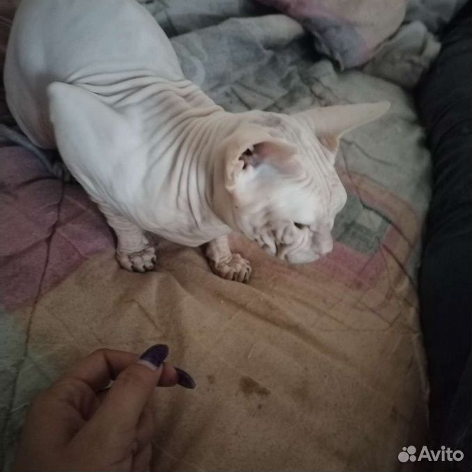 Канадский сфинкс кот белый